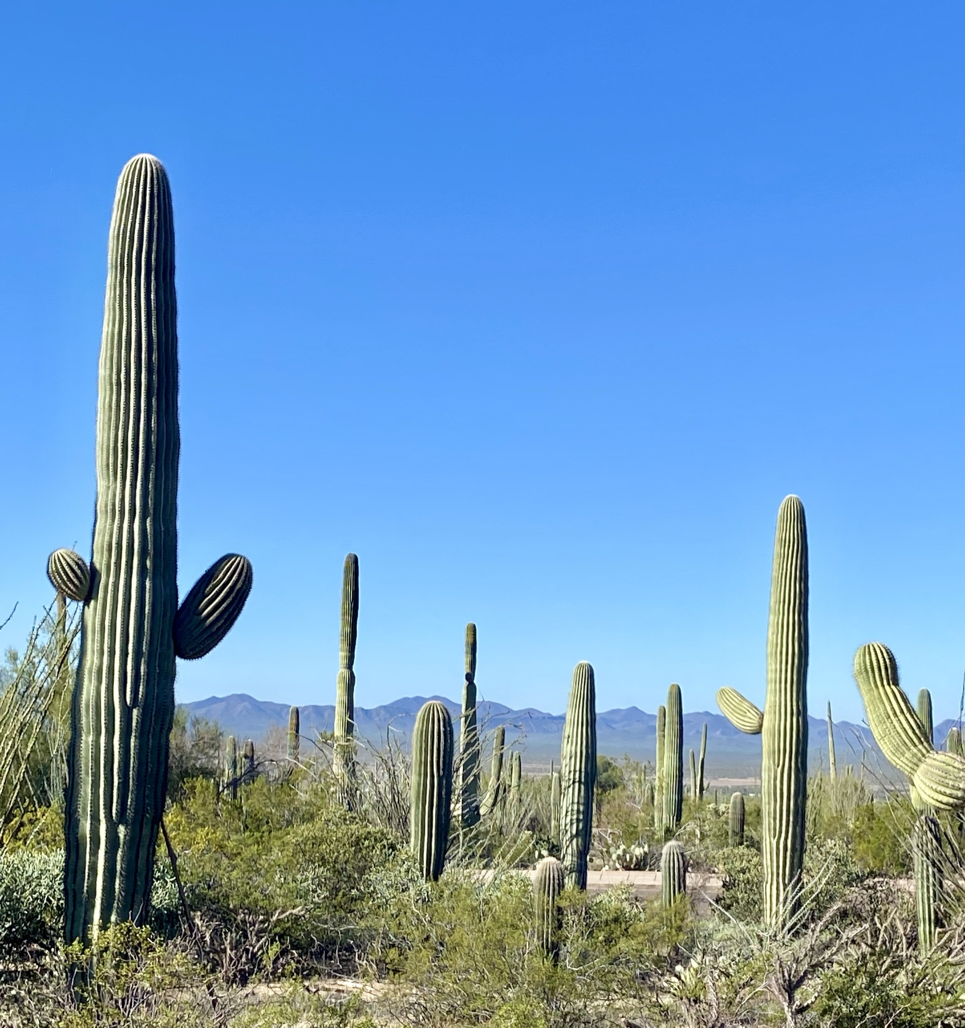 Saguaro National Park – Wilderness Wandering