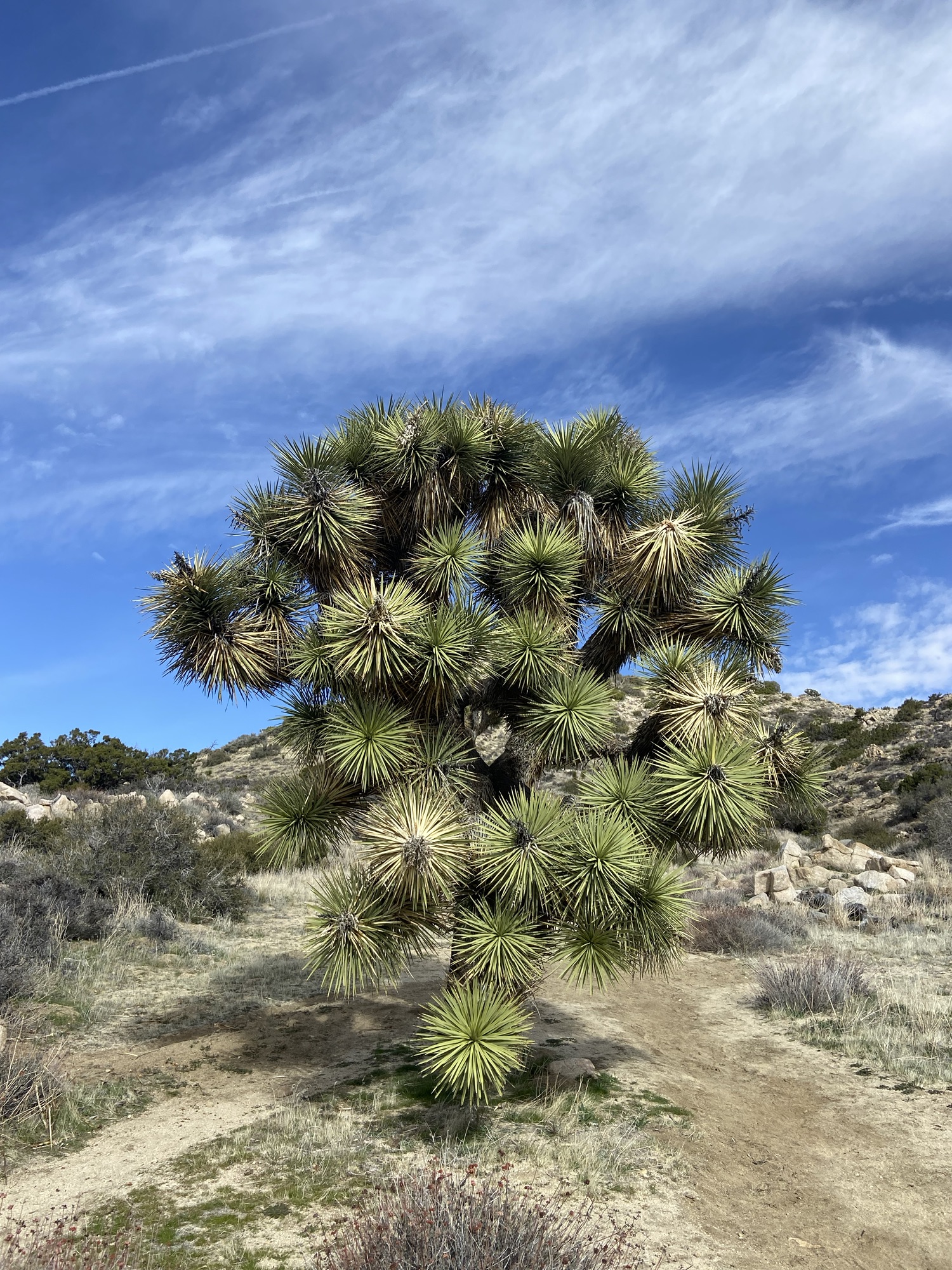 Joshua Tree National Park – Wilderness Wandering